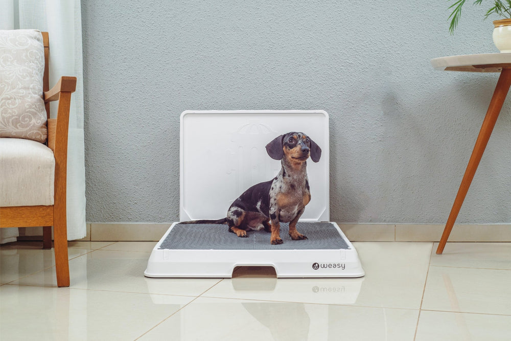 Weasy Smart Dog Potty